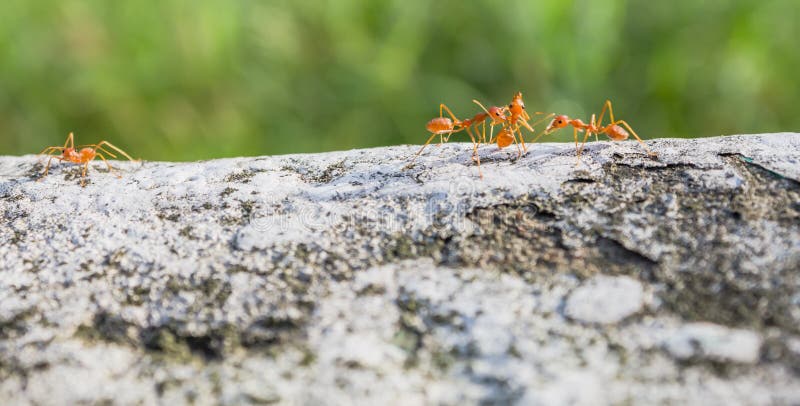 Ant Forage for food stock photo. Image of ants, trail - 56288664