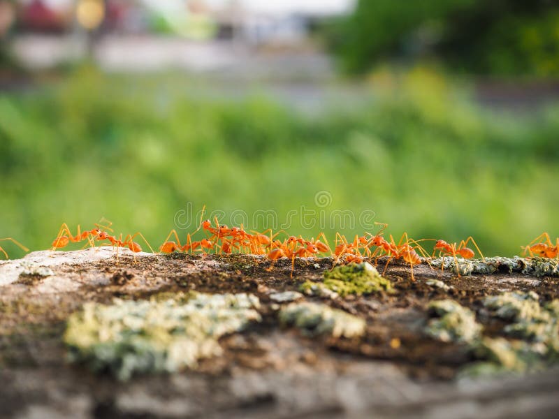 Ant Forage for food stock photo. Image of ants, trail - 56288664