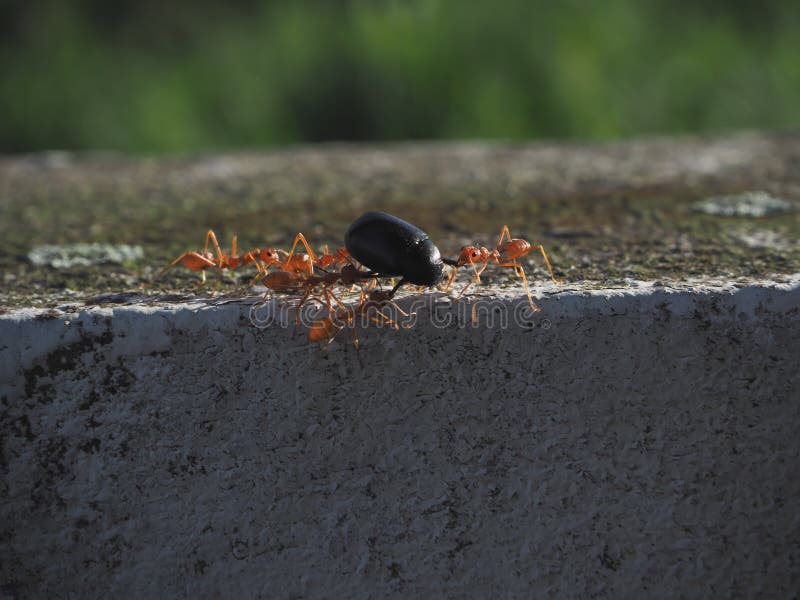 Ant Forage for food stock photo. Image of ants, trail - 56288664