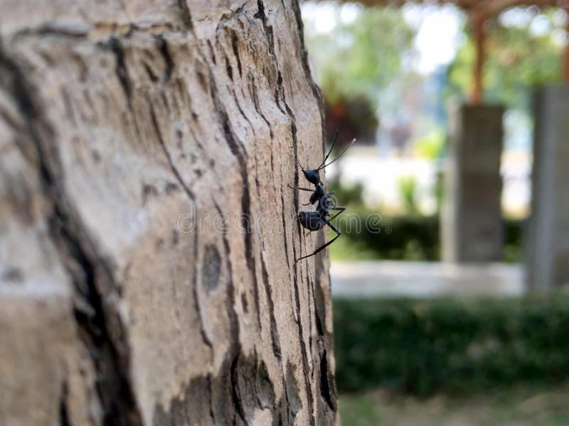 An ant foraging in a tree stock photo. Image of soil - 206108836