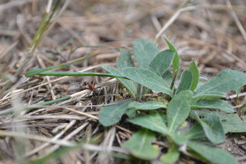 Ant stock image. Image of nature, works, barb, ittle - 81613741