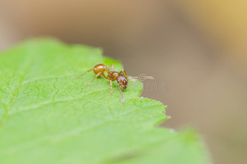 Ant stock image. Image of sitting, little, green, small - 75841549