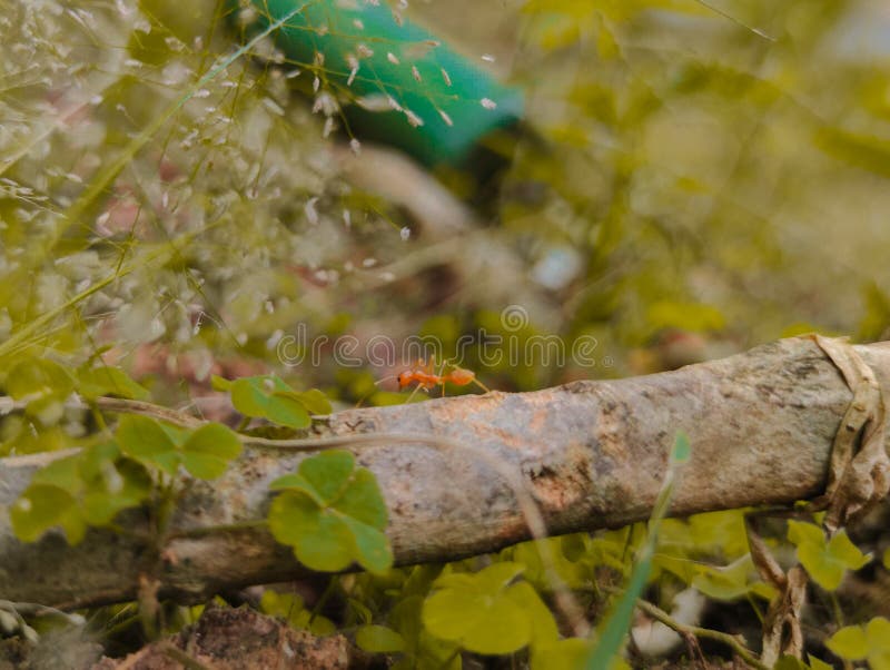 Ant on the Forest Walk Alone Grass Roots Oren Ant Stock Image - Image ...