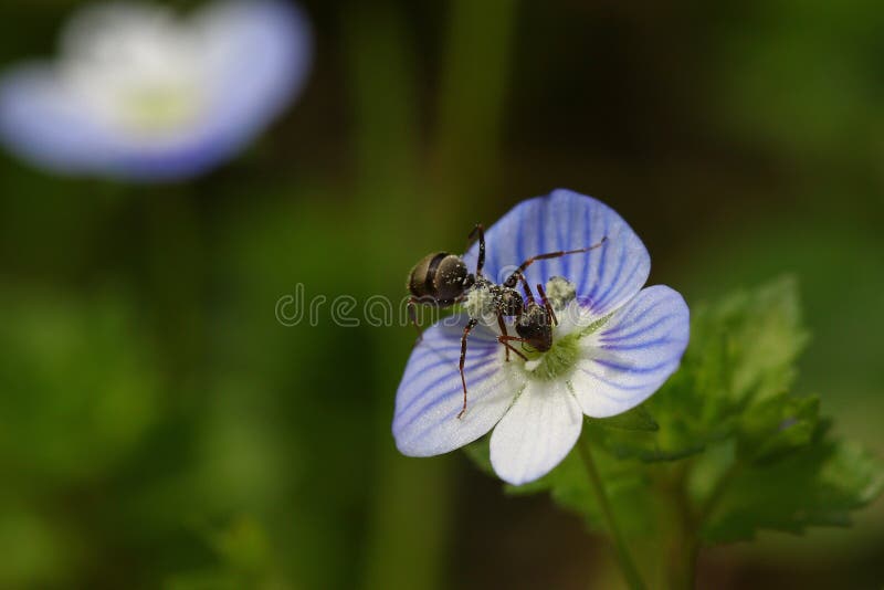 Ant on forget-me-not stock photo. Image of pollen, macro - 69604580