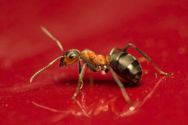 Ant - Formica stock image. Image of antrey, symbol, idea - 23884819