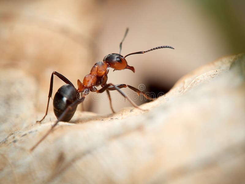 Ant Formica rufa stock photo. Image of animal, closeup - 245647506