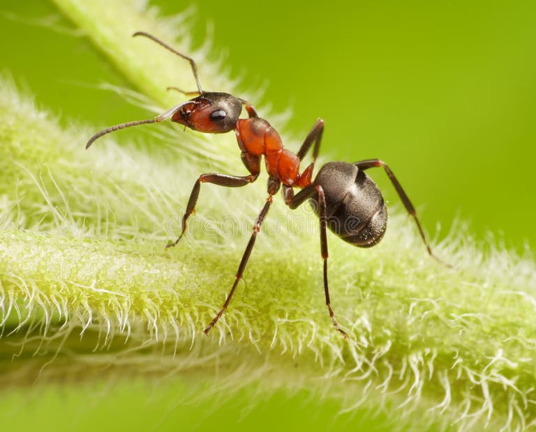 Ant formica rufa on grass stock image. Image of macro - 26376817