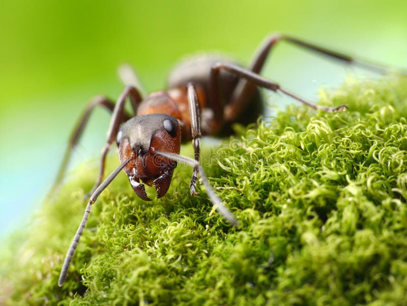 Ant formica rufa on white stock photo. Image of macro - 37920168