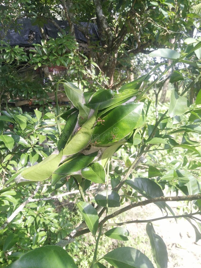 Ant Fresh Natural Green Leaf Stock Image - Image of jeruk, kebun: 171897815