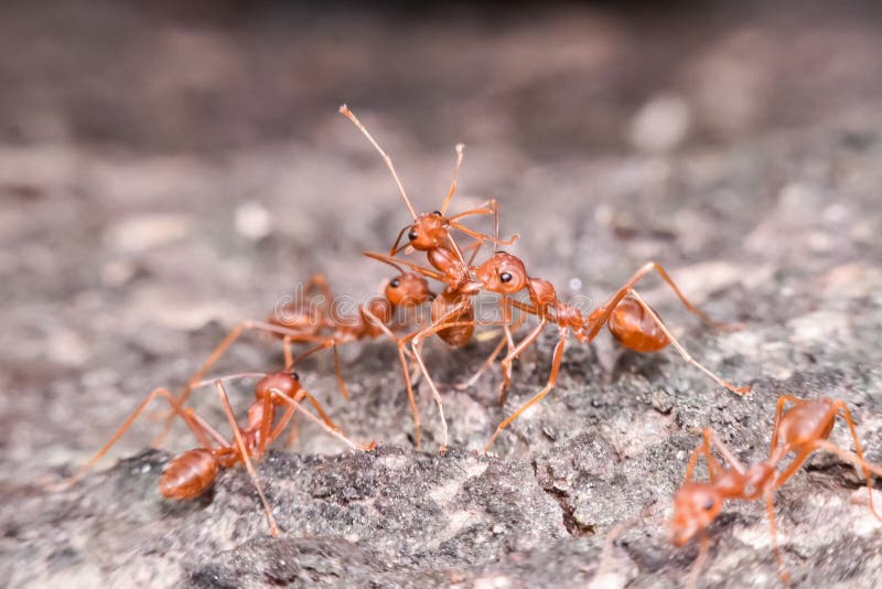 Ant are in the garden. stock photo. Image of wild, nature - 226281480