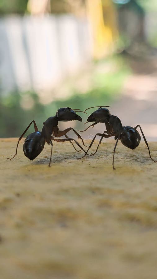 Ant Gossip Around Round and Round in a Garden Stock Image - Image of ...