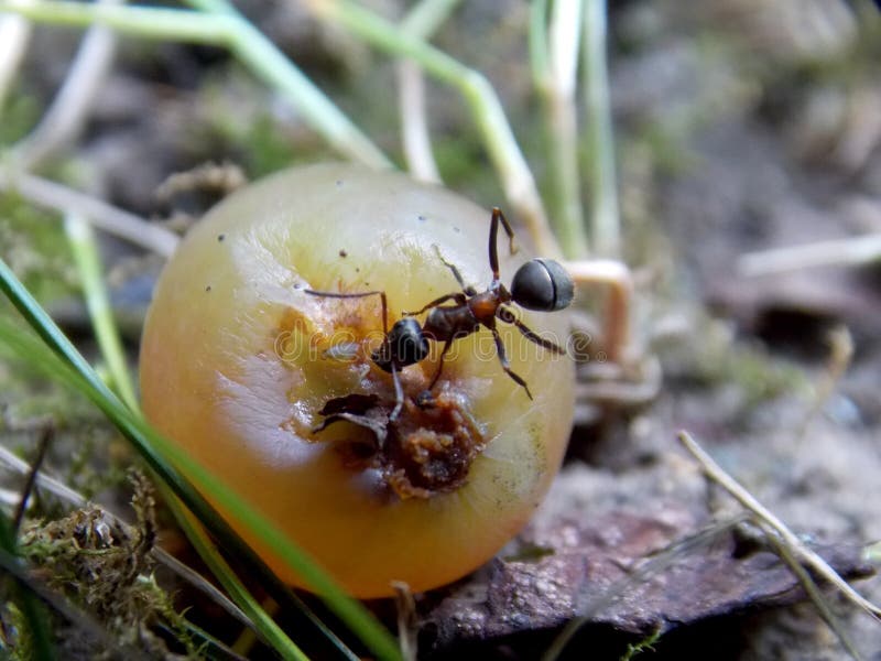 Ant on the grape stock photo. Image of animal, grass - 125183844