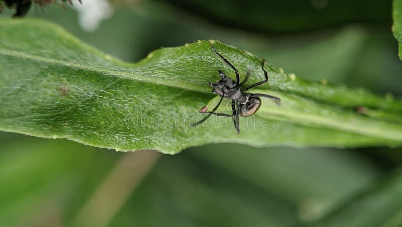 Ant on Grass Blade Over Green Background, from Below View Stock Image ...