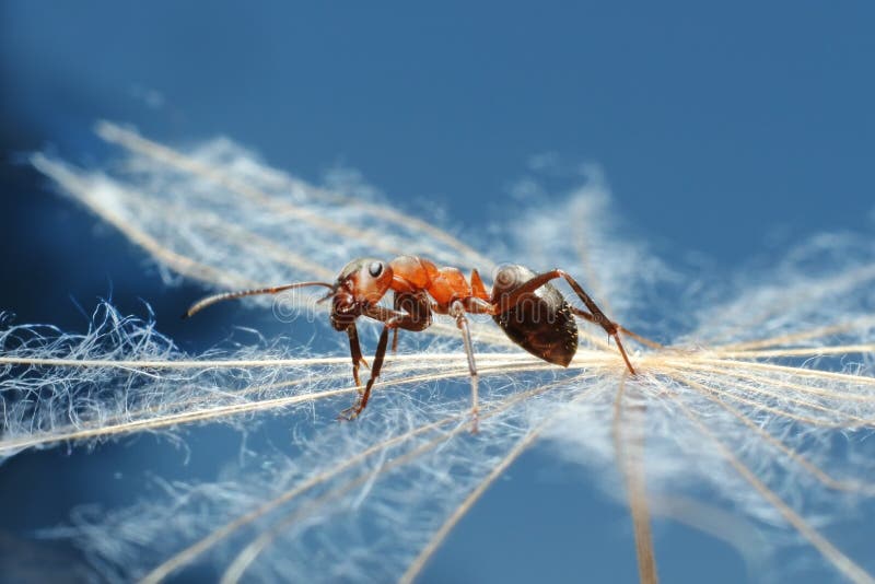 Ant on grass stock photo. Image of ants, antrey, summer - 80932816
