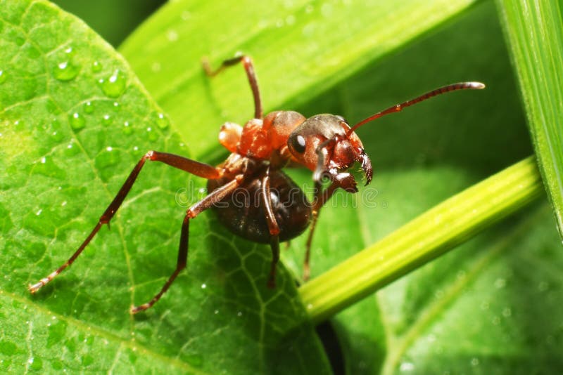 Ant on grass stock image. Image of formica, closeup, facet - 73780553