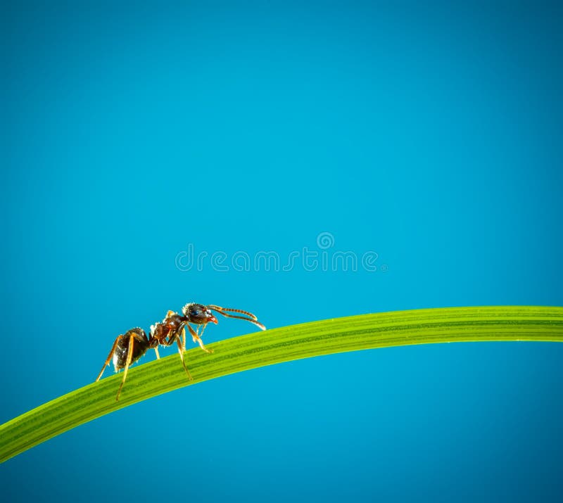 Ant and green grass stock photo. Image of copy, active - 45778426