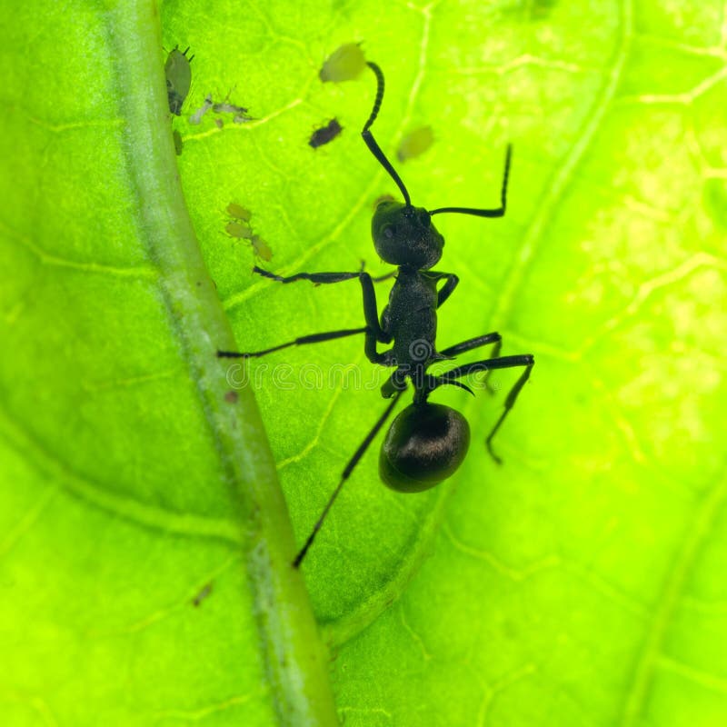 Ant on green leaf stock photo. Image of black, small - 20333184