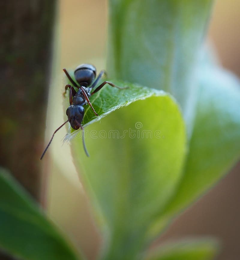 Ant stock image. Image of macro, nature, insect, leaf - 32468203