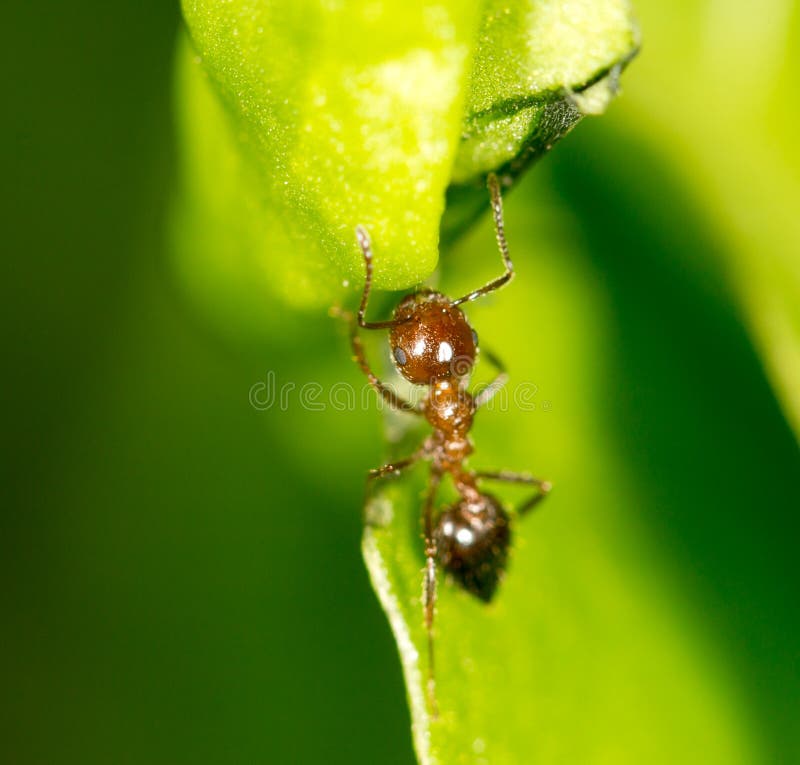 Ant on a Green Leaf. Close-up Stock Photo - Image of colony, plant ...