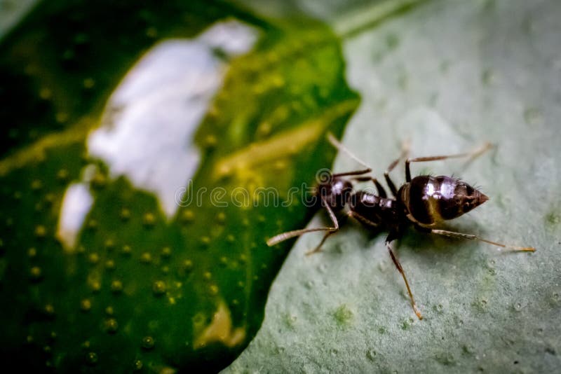 An Ant on Green Leaf Drinking from a Drop of Water Stock Image - Image ...