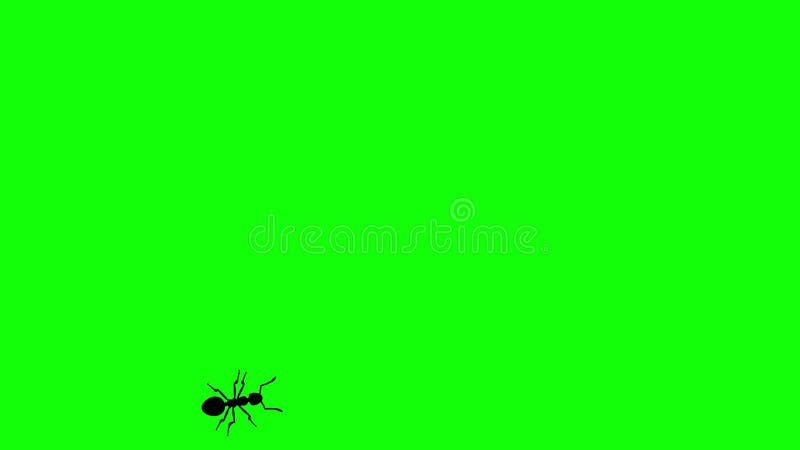Ant on Green Screen, CG Animated Silhouette, Seamless Loop Stock ...