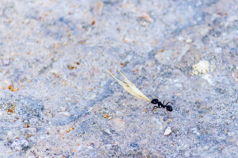 An ant on the ground stock photo. Image of closeup, black - 332592708