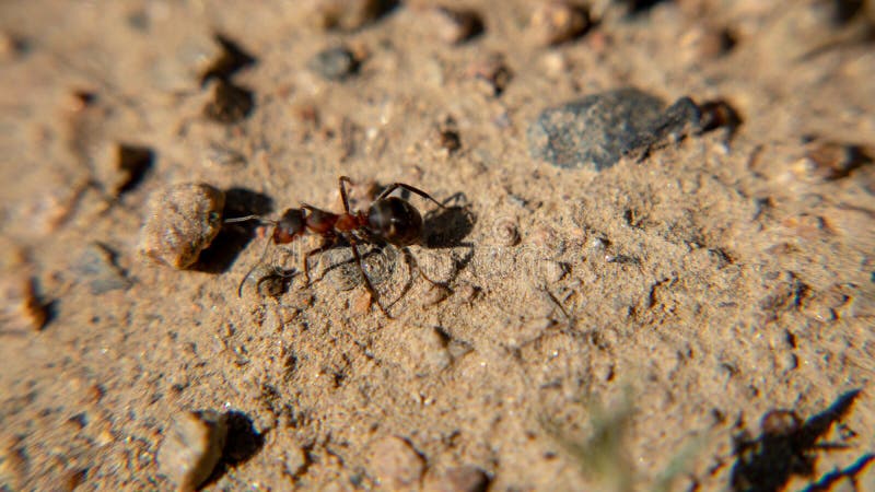 268 Ant Zoom Photos - Free & Royalty-Free Stock Photos from Dreamstime