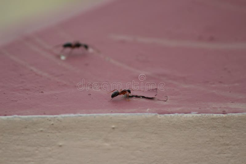 Ant stock image. Image of working, work, hard - 122633065