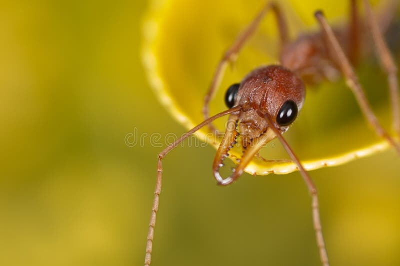 Black Big Head Ant stock image. Image of nature, giant - 7903311