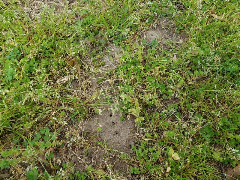 Ant Hill or Mound with Green Grass or Lawn Stock Image - Image of grass ...