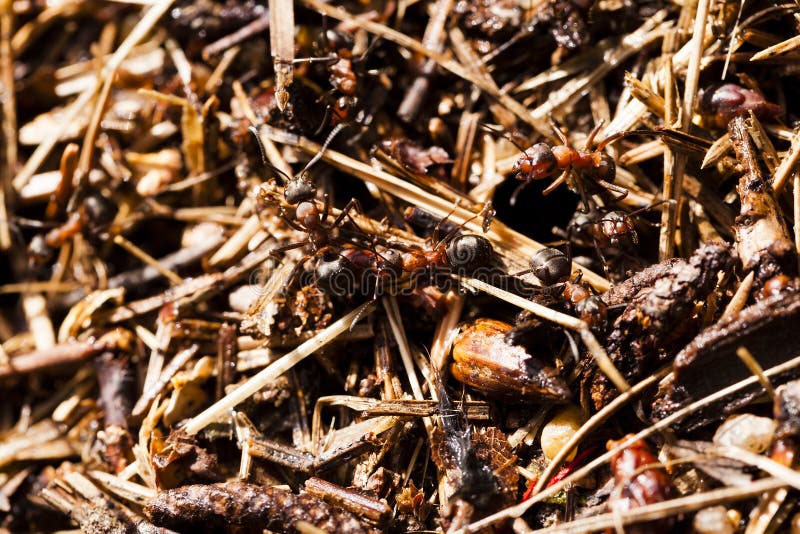 Ant hill stock image. Image of branch, frame, macro, heap - 54661113