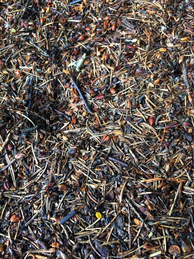 Ant house background stock photo. Image of house, abstract - 121628156