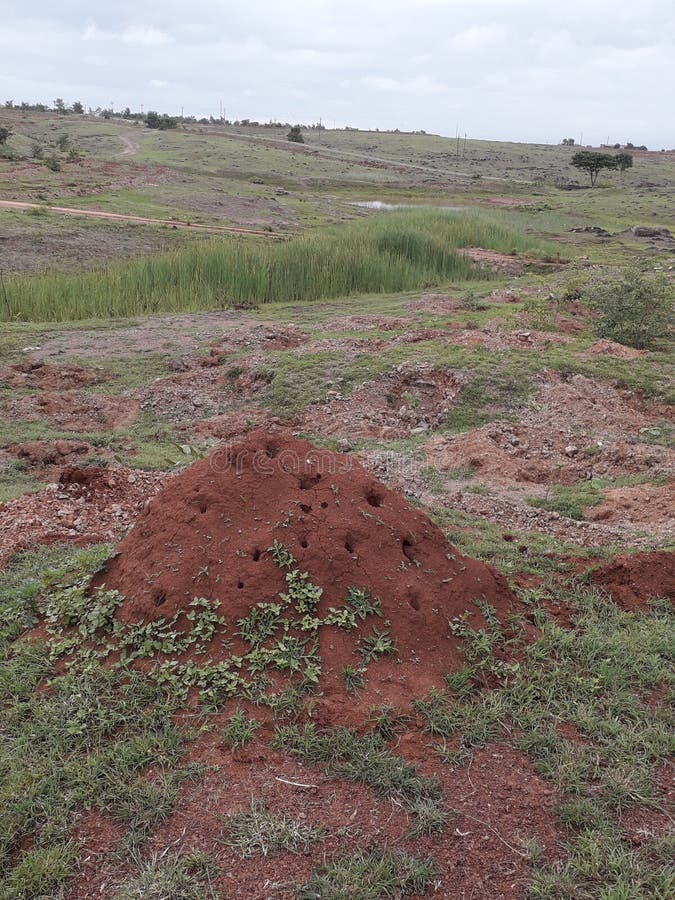 Ant house forest stock image. Image of wildlife, shrub - 253064773