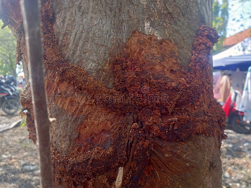 Ant house in the tree stock photo. Image of formation - 244453524