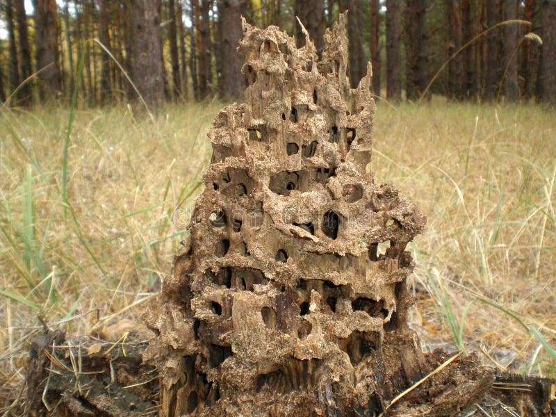 Ant house stock photo. Image of house, summer, country - 61470464