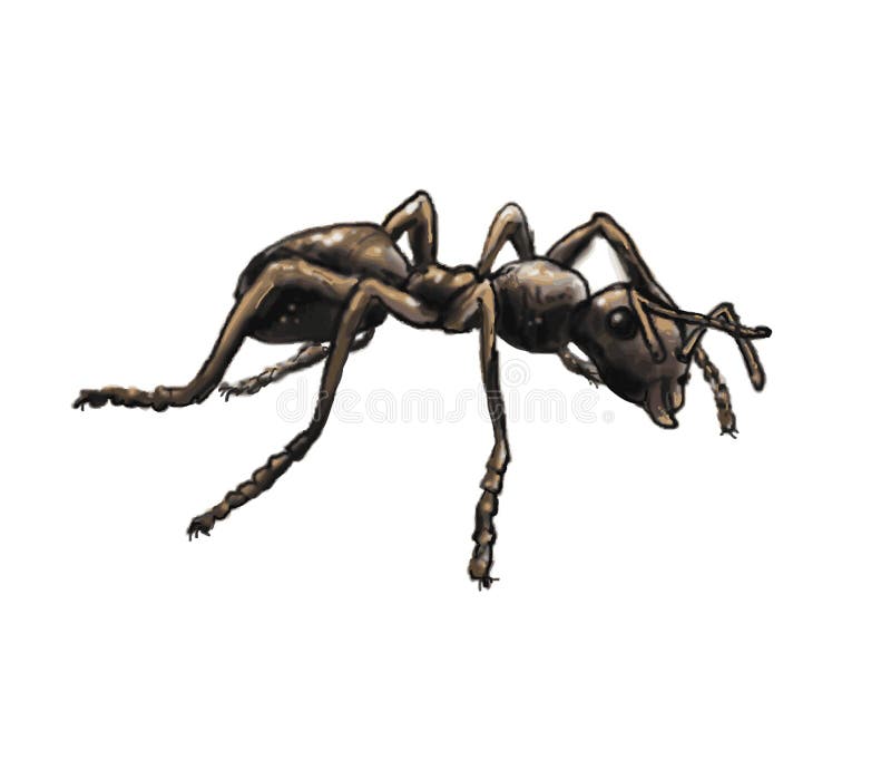 Ant stock illustration. Illustration of insect, emmet - 54447991