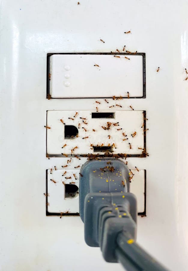 Ant Infestation in Electrical Outlet Stock Photo - Image of indoors ...