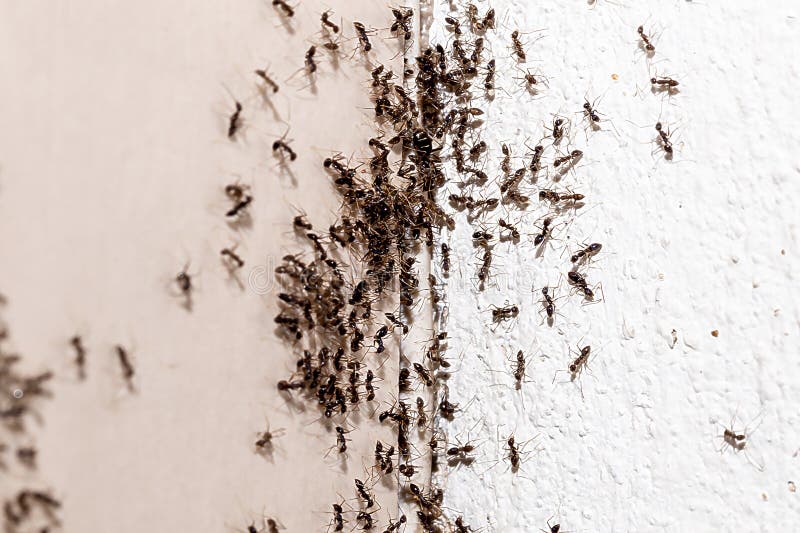 Ant Infestation, Hole and Crack in the Wall with Insects, Need for ...
