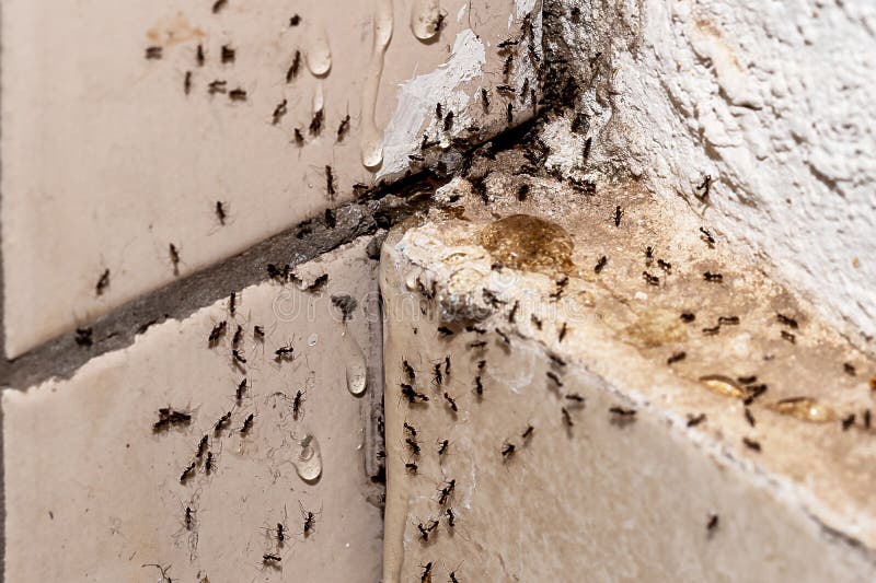 Ant Infestation, Hole and Crack in the Wall with Insects, Need for ...