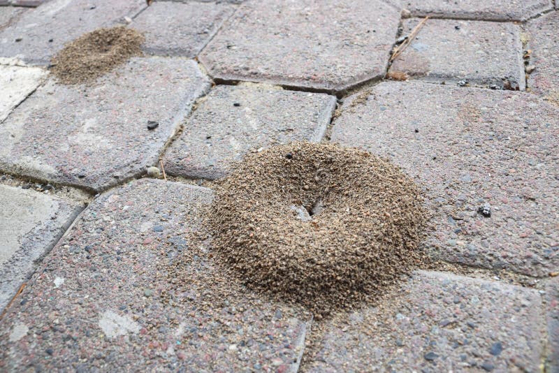Ant Infestation and Outdoor Infrastructure Stock Photo - Image of ...