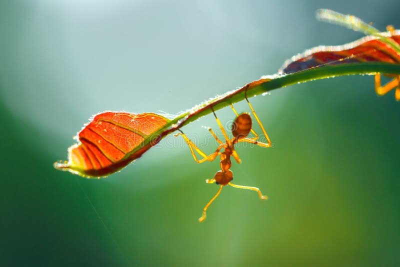 Ant, Insect,Ant is on the Leaf. Stock Photo - Image of dirt, macro ...