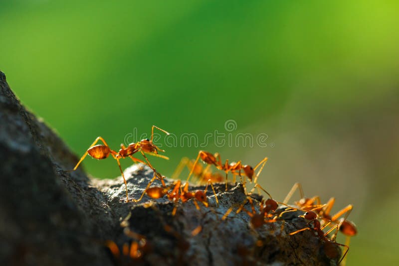 Ant, Insect,Ant is on the Leaf. Stock Image - Image of orange, nature ...