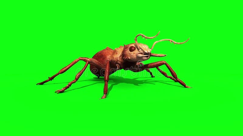 Ant Insect Attack and Die Front Green Screen 3D Rendering Animation ...