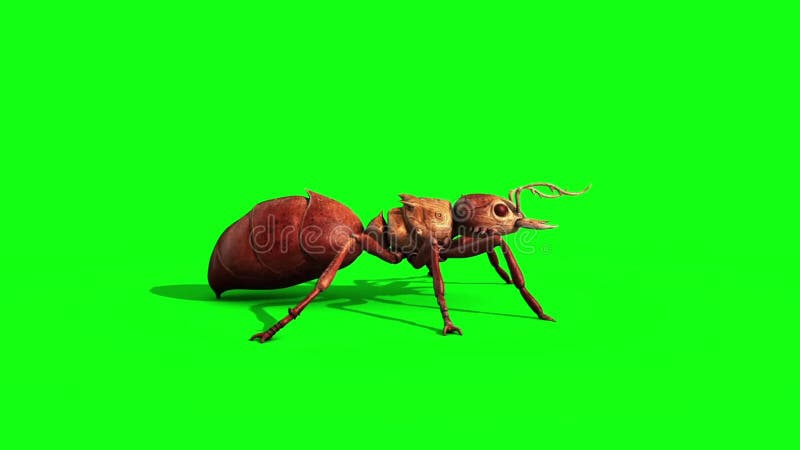 Ant Insect Attack and Die Side Green Screen 3D Rendering Animation ...