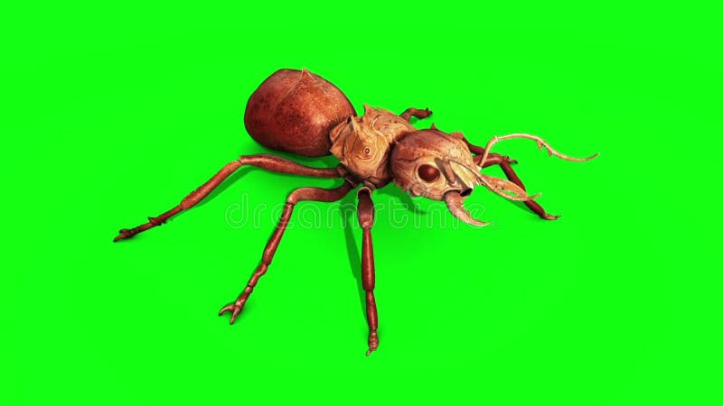 Ant Insect Attack Side Green Screen 3D Rendering Animatie Stock Footage ...