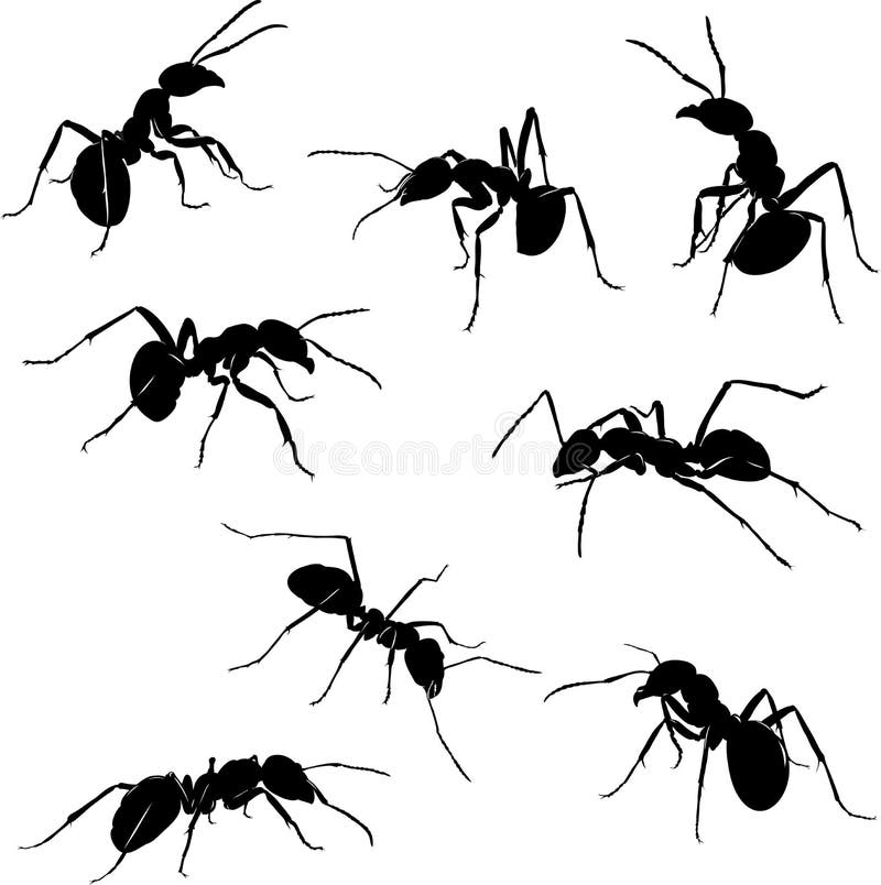 Ant, Insect, Crawling, Black, Vector, Drawing, Silhouette Stock ...