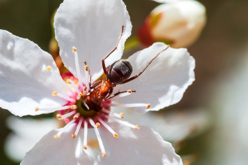 Ant Insect in the Flowers. a White Flower in Close-up. Spring and ...