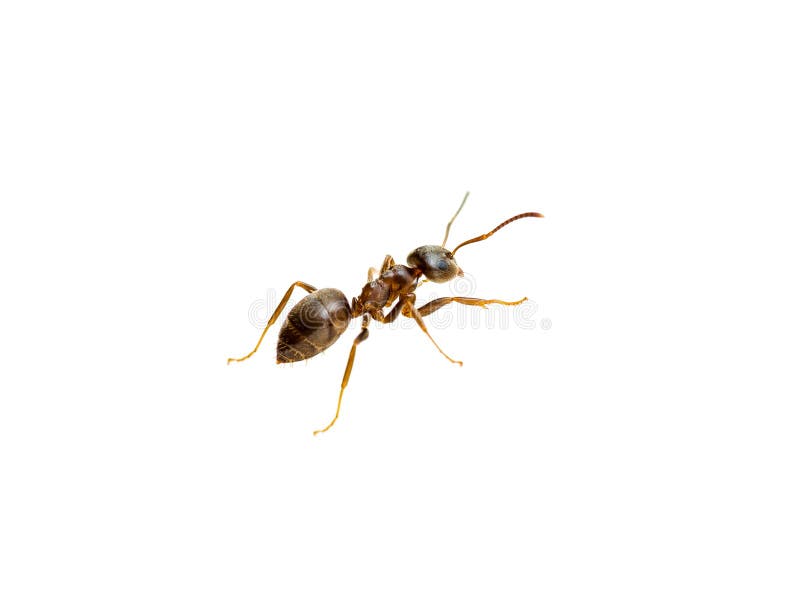 Ant Insect Macro Isolated on White Stock Image - Image of closeup ...