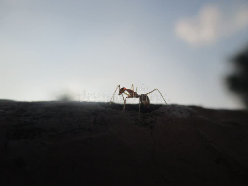 Ant stock photo. Image of clear, original, insect, natural - 151253760