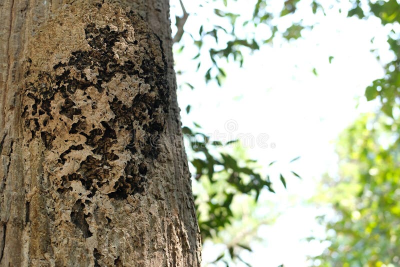Ant Insect Nest on Tree in Forest Stock Photo - Image of work, animal ...